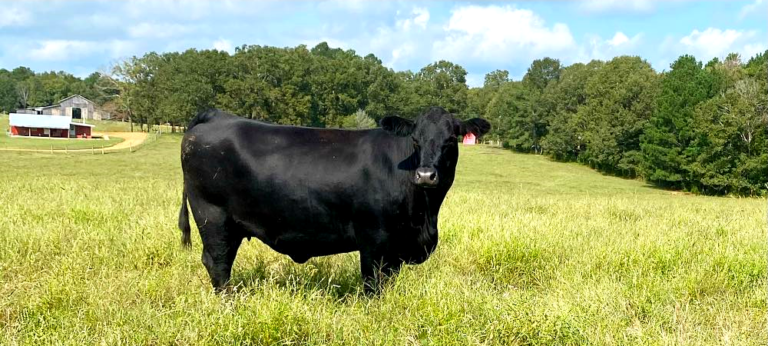 Crazy K Ranch – Black Angus Ranch in Michie, TN